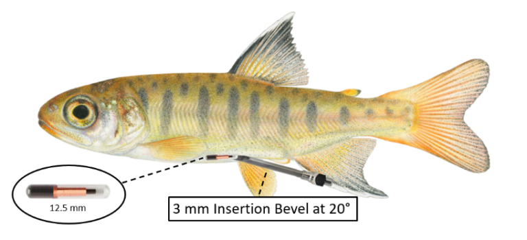 PIT Tagging - Bottlenecks to Survival